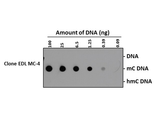 Anti-5-Methylcytosine (5mC) Antibody, clone EDL MC-4 | MABE1081